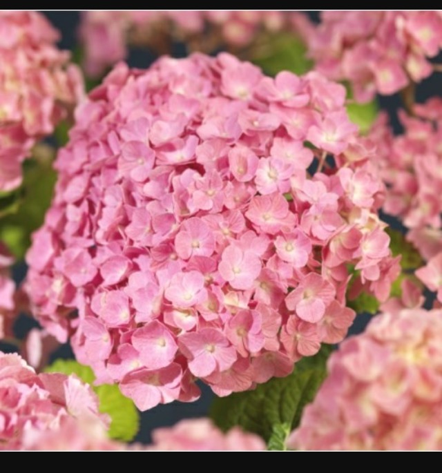 Tips til fin hageblomst i potte - Hus og hage - Kvinneguiden Forum