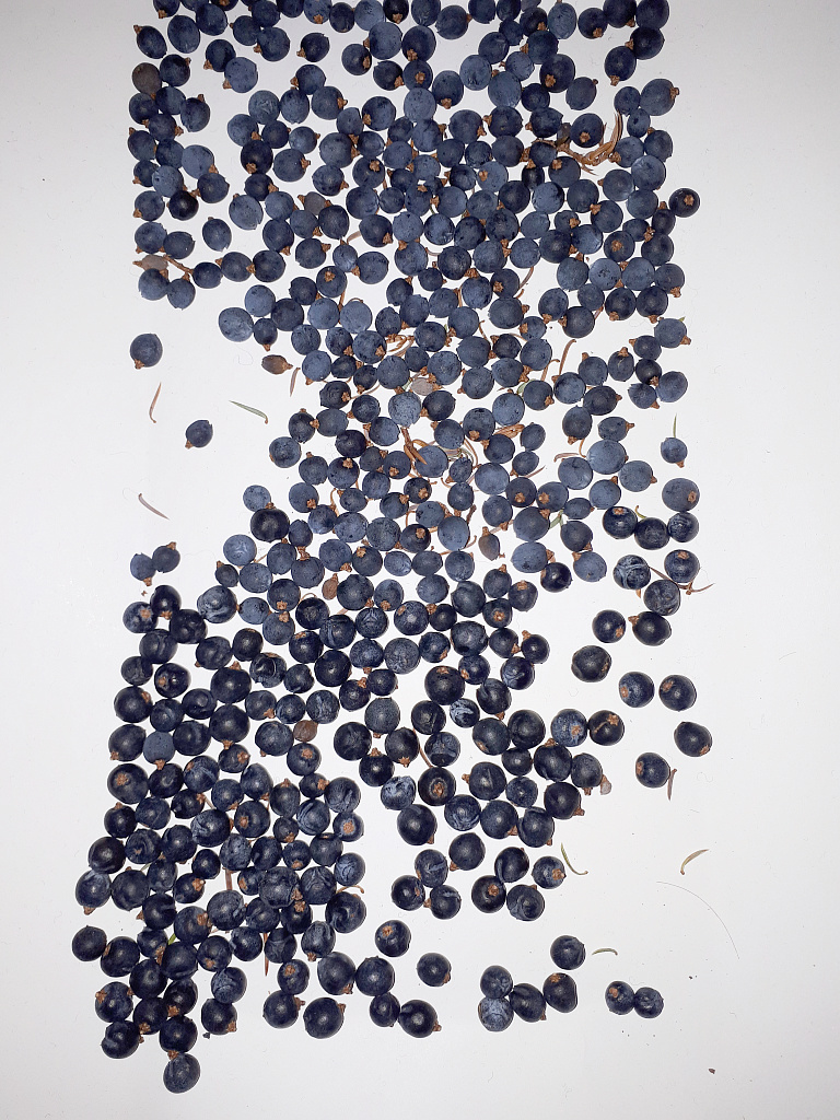 Ulike typer einebær i skogen - alle like spiselige? - Hus og hage ...